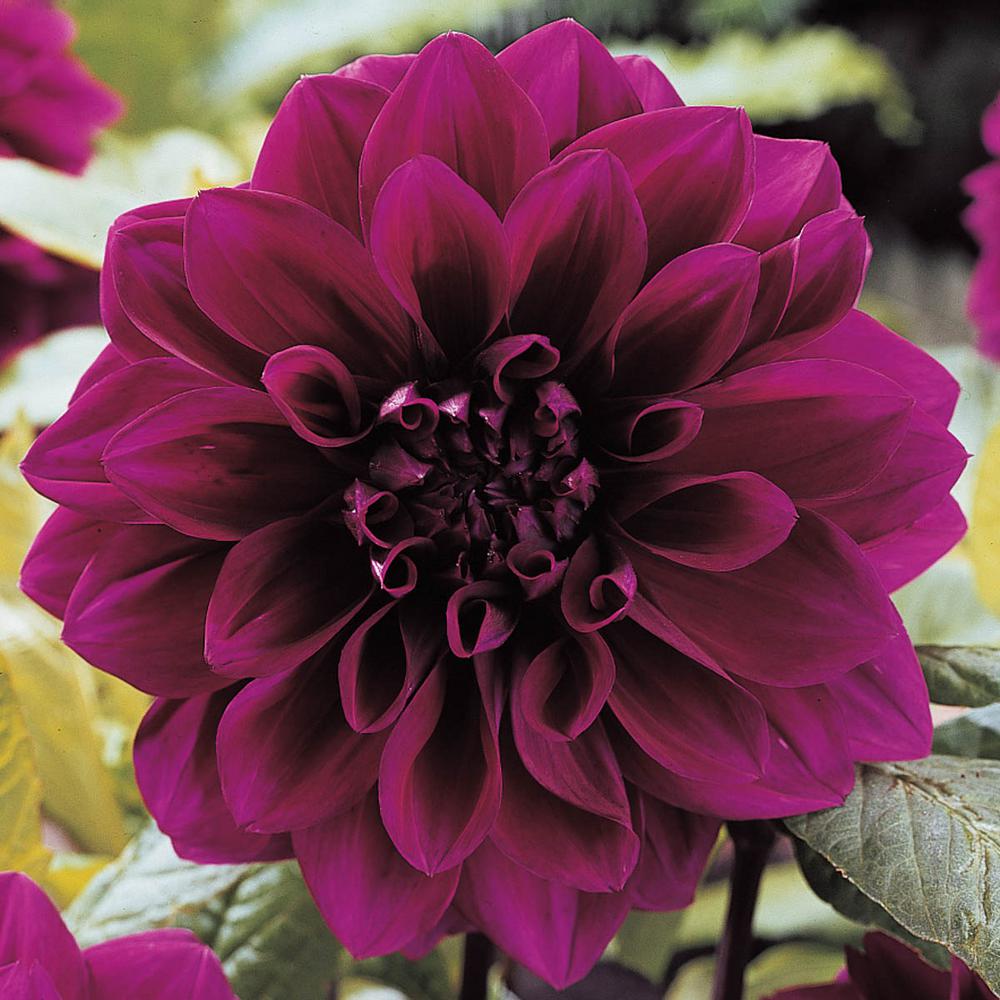 Breck's Purple Flowers Thomas Edison Decorative Dahlia Bulbs (5-Pack ...