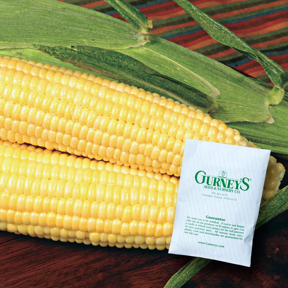 Gurney's Sweet Corn Bodacious R/M Hybrid (250 Seed Packet)-39789 - The ...
