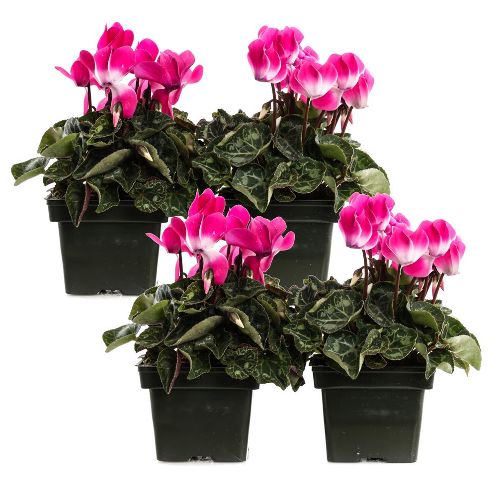 Unbranded 1.21-Pint Rose Cyclamen Indiaka in 4 in. Pot (4-Pack ...