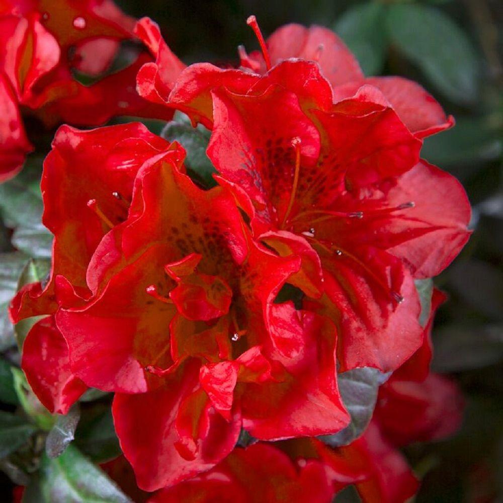 Encore Azalea 1 Gal. Autumn Fire - Red Multi-season Re-Blooming Dwarf Evergreen Shrub-80541 ...