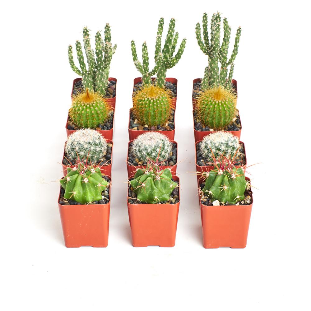 Shop Succulents Assorted Cactus (12-Pack)-12-CAC-AS-2.5IN - The Home Depot