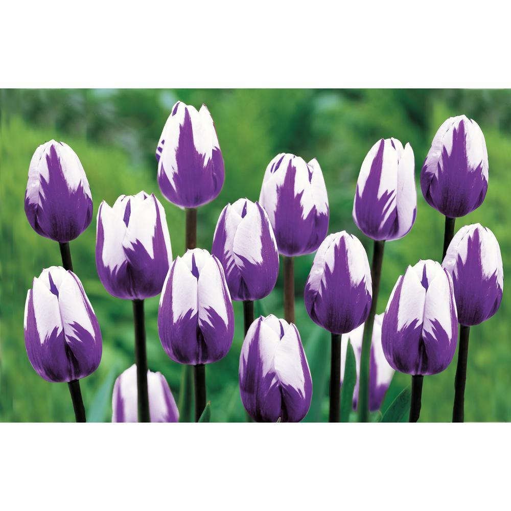 Van Zyverden Freesias Purple Rain Bulbs (Set of 25)-11246 - The Home Depot