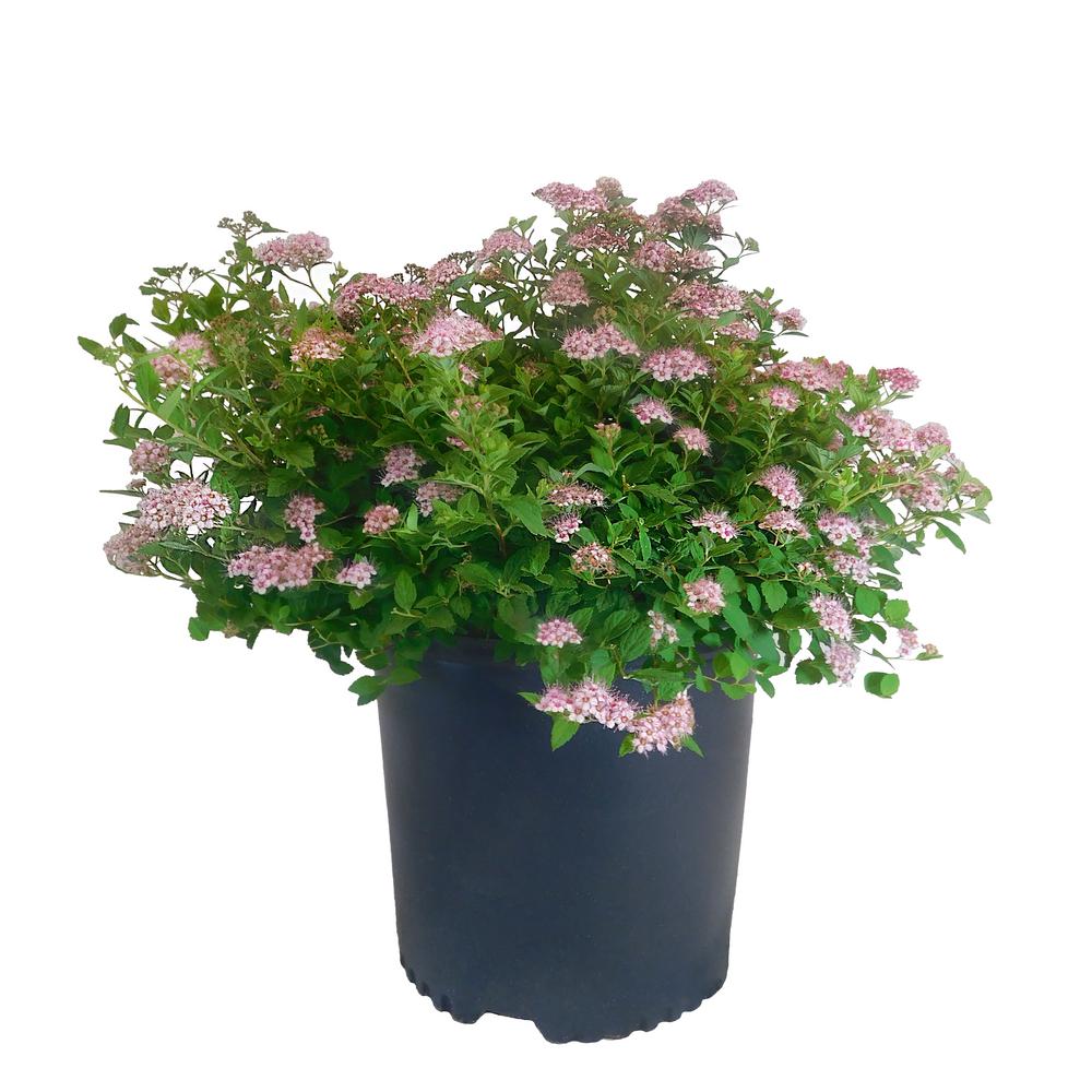 2.25 Gal. Little Princess Spirea Shrub with Pink Blooms and Lush Green ...