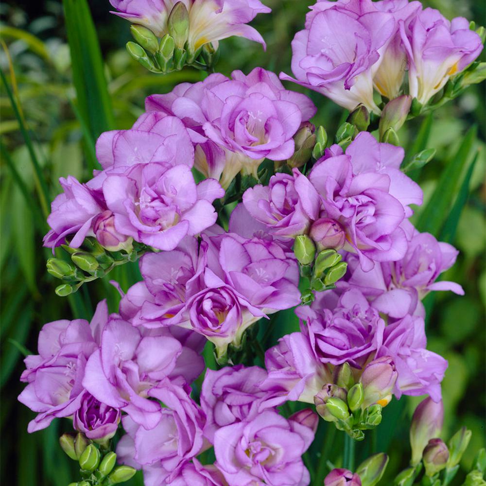 VAN ZYVERDEN Freesias Double Blooming Lavender Bulbs (25-Pack)-88252 ...