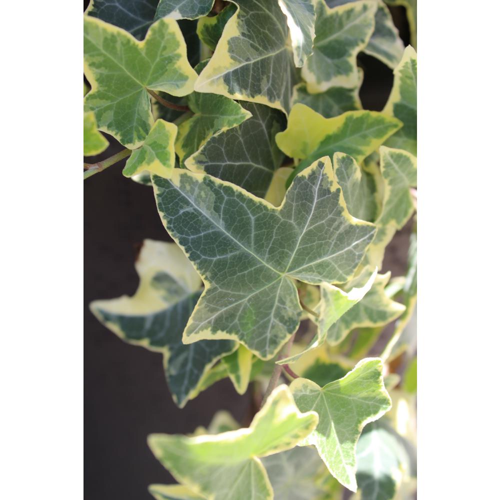 Proven Winners 4.5 in. Quart Yellow Ripple Ivy Hedera Live Plant ...