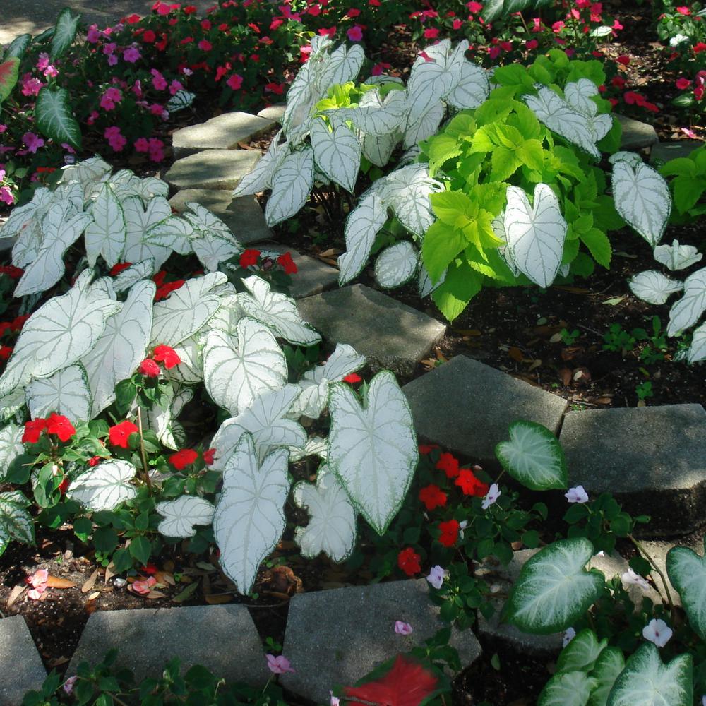 Moonlight Caladium