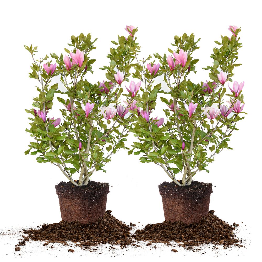 #7 Ann Magnolia (2-Pack)-THD00154 - The Home Depot