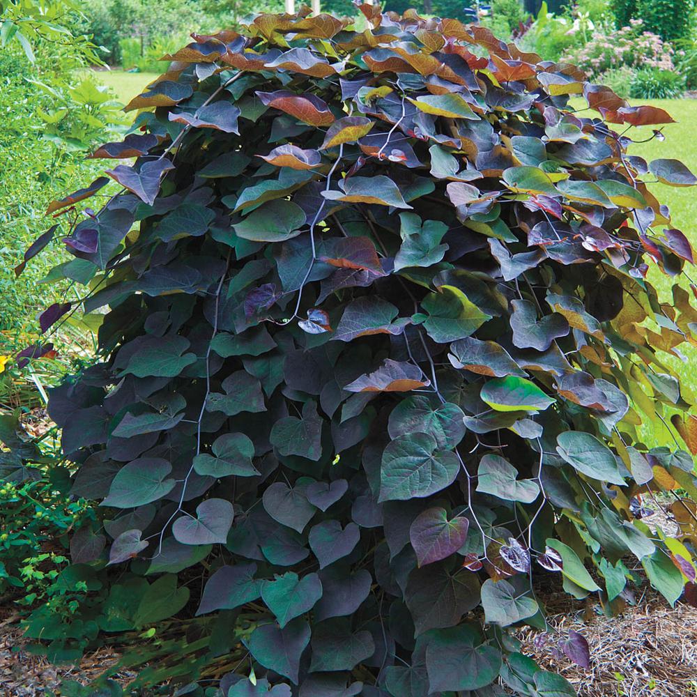 Weeping Flowering Trees Small | Best Flower Site