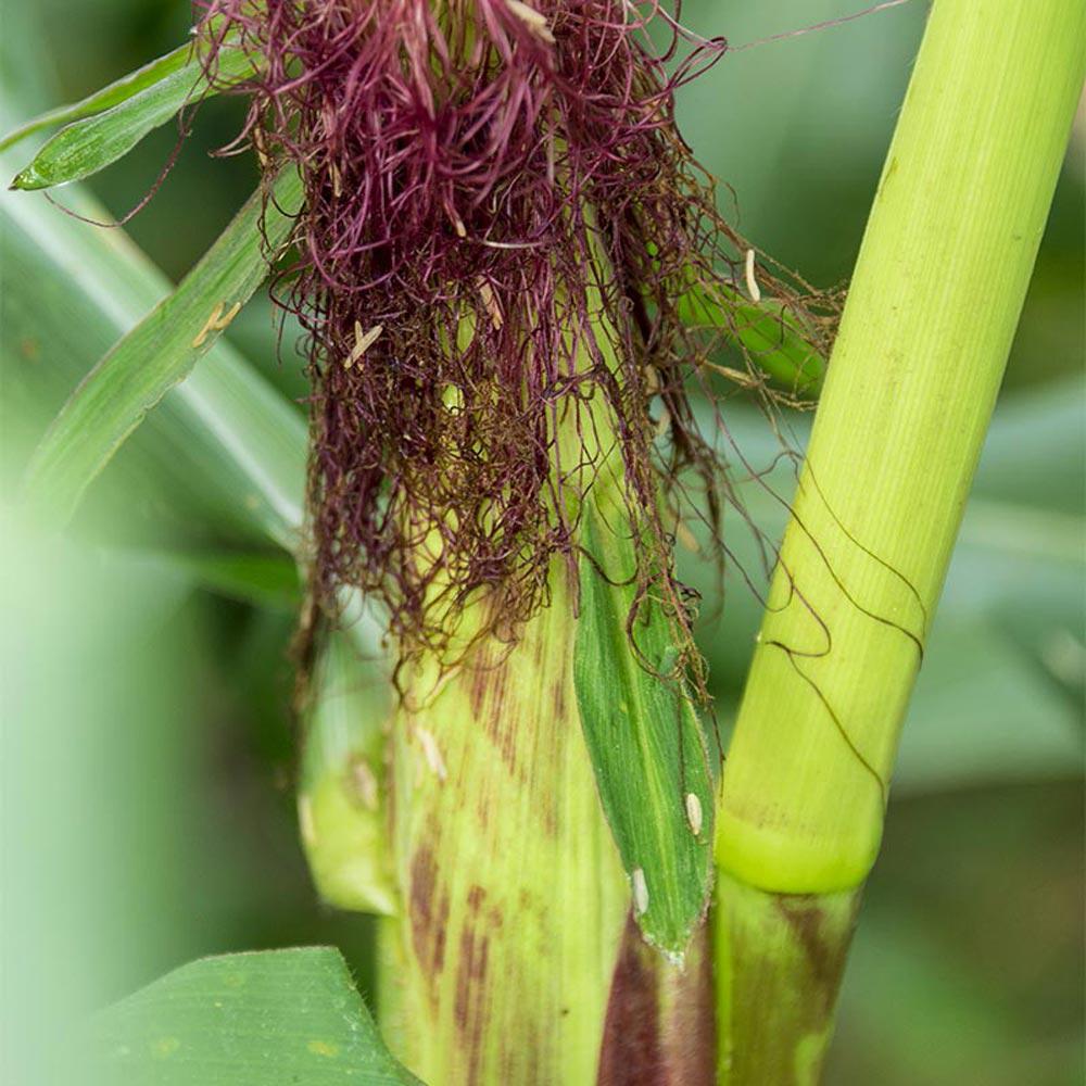 Burpee Corn Sweet Sunny Days Hybrid Seed-64811 - The Home Depot