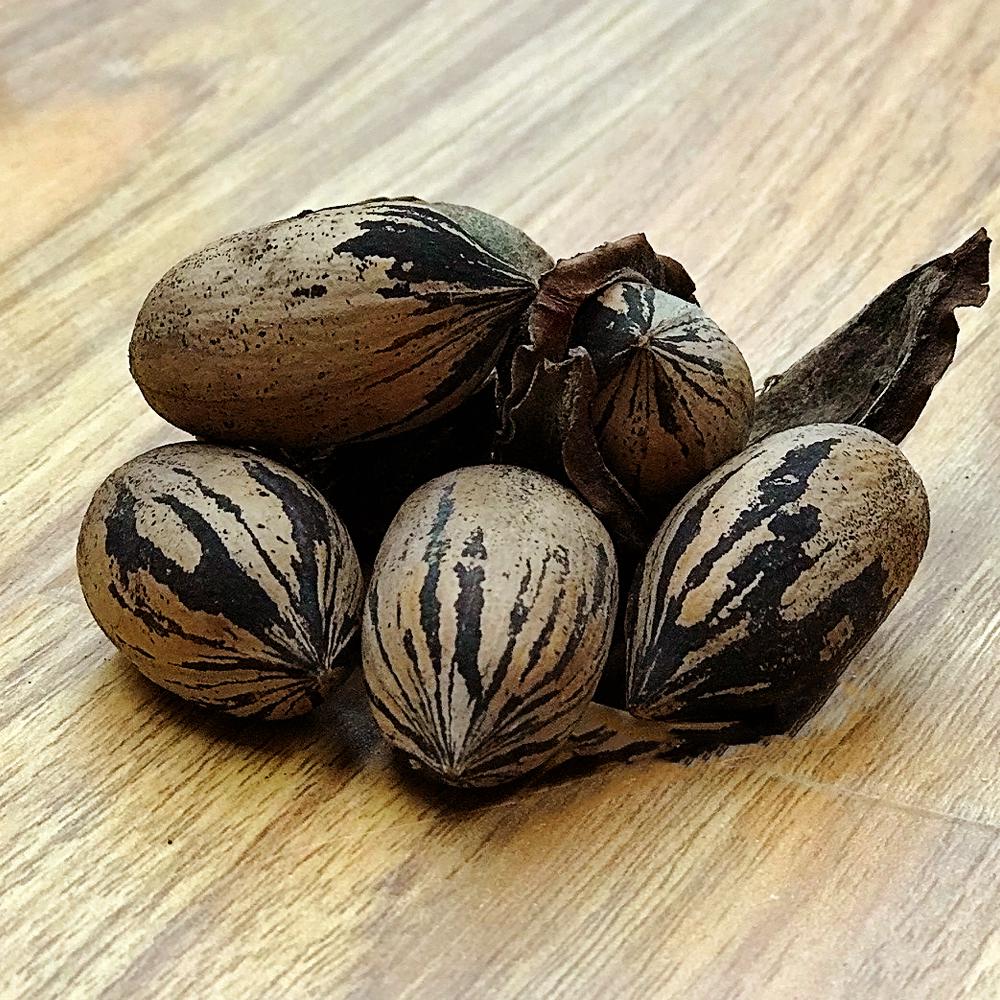 national PLANT NETWORK 2.25 Gal. Deciduous Native Pecan Tree-HD7107 ...