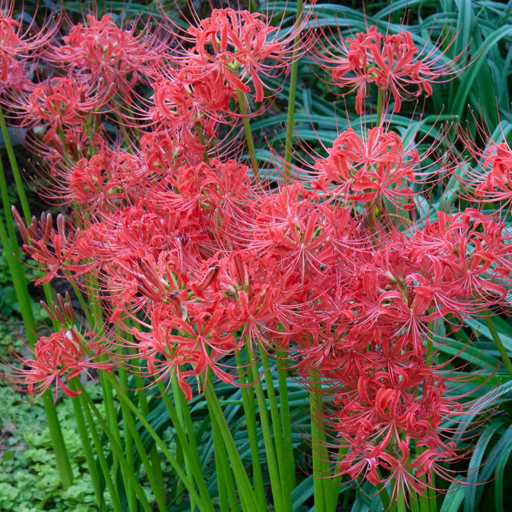 Breck's Red Spider Lily (Lycoris) Bulbs (5-Pack)-88384 - The Home Depot
