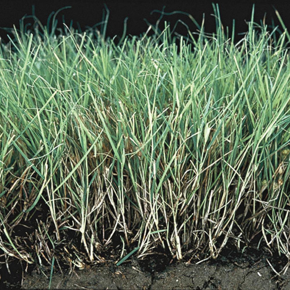 Gardens Alive 05 Lb Buffalo Grass Seed Cover Crop 09547 The Home Depot