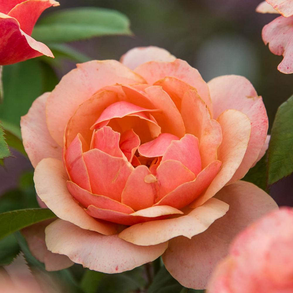 Spring Hill Nurseries State of Grace Grandiflora Rose, Live Bareroot ...