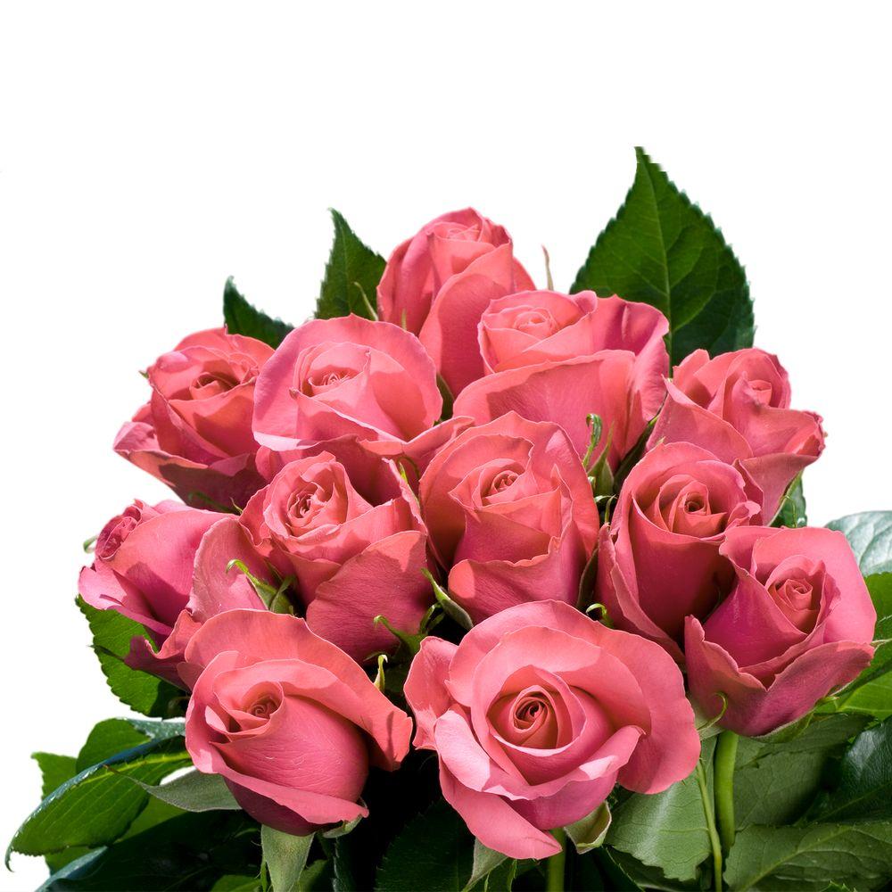Globalrose Fresh Pink Color Roses (100 Stems)-attache-medium-100 - The ...