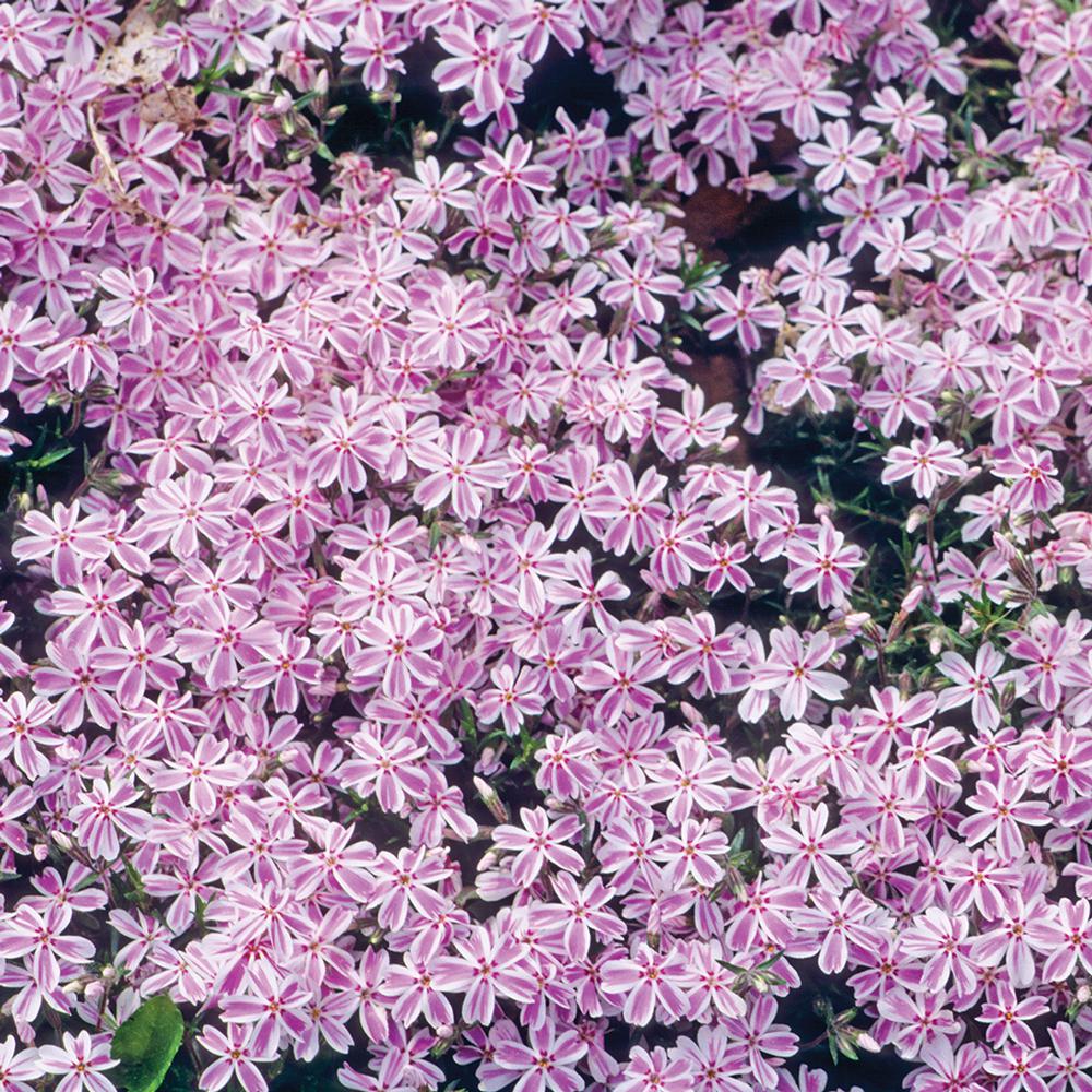 1 Qt. Creeping Bi-Color Phlox Plant-47550 - The Home Depot