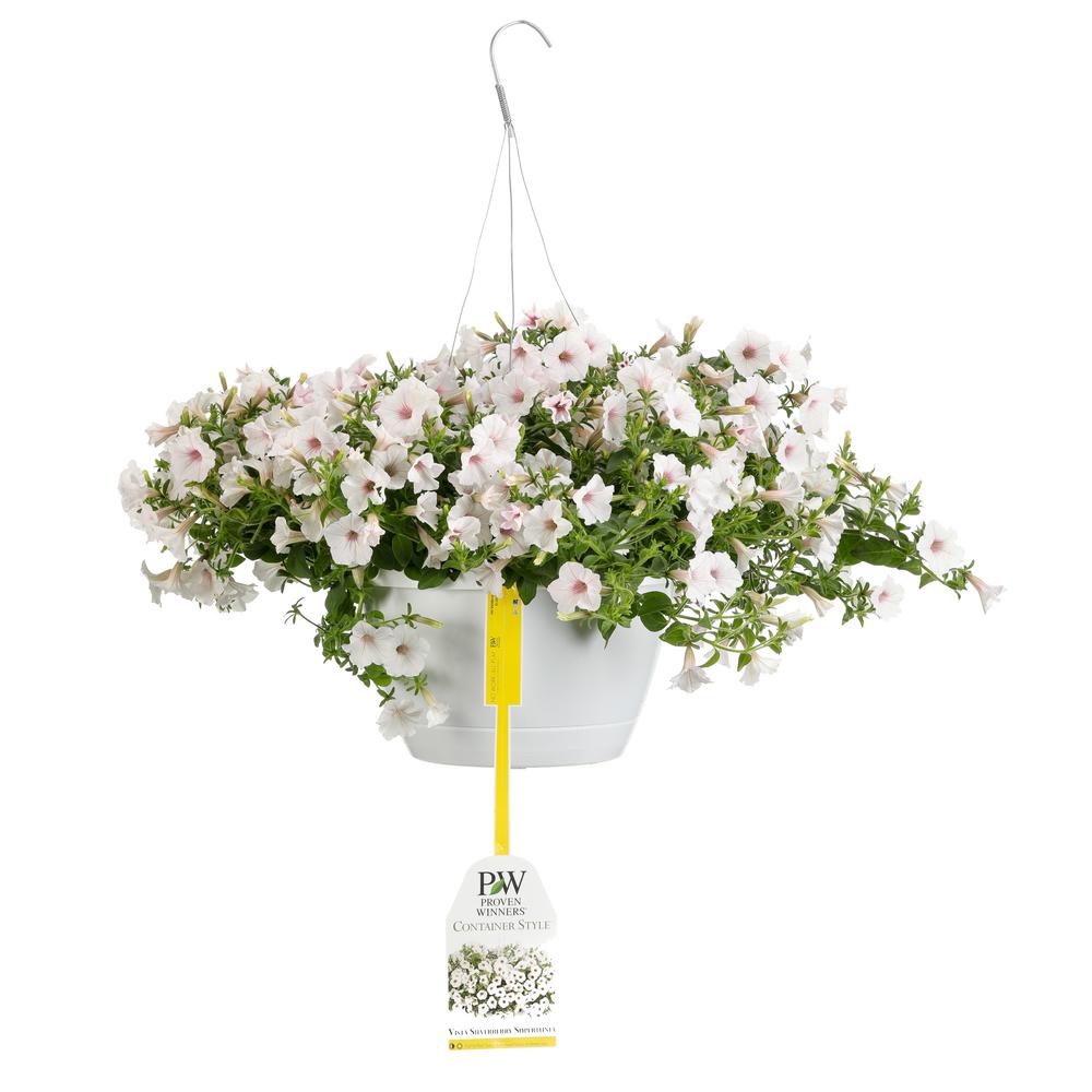 PROVEN WINNERS 10 in. Supertunia Vista Silverberry Mono Hanging Basket ...