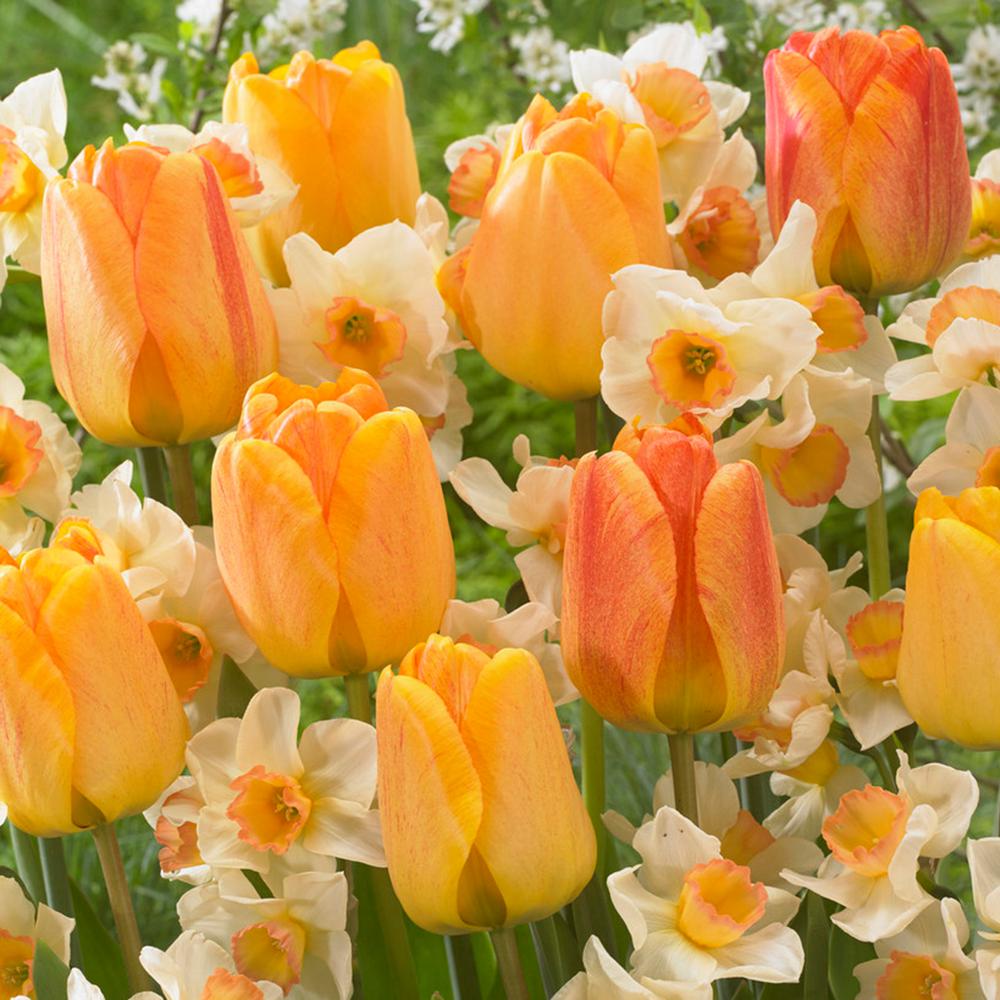 Van Zyverden Orange Spring Flowering Garden Blend Bulbs (Set of 25 ...