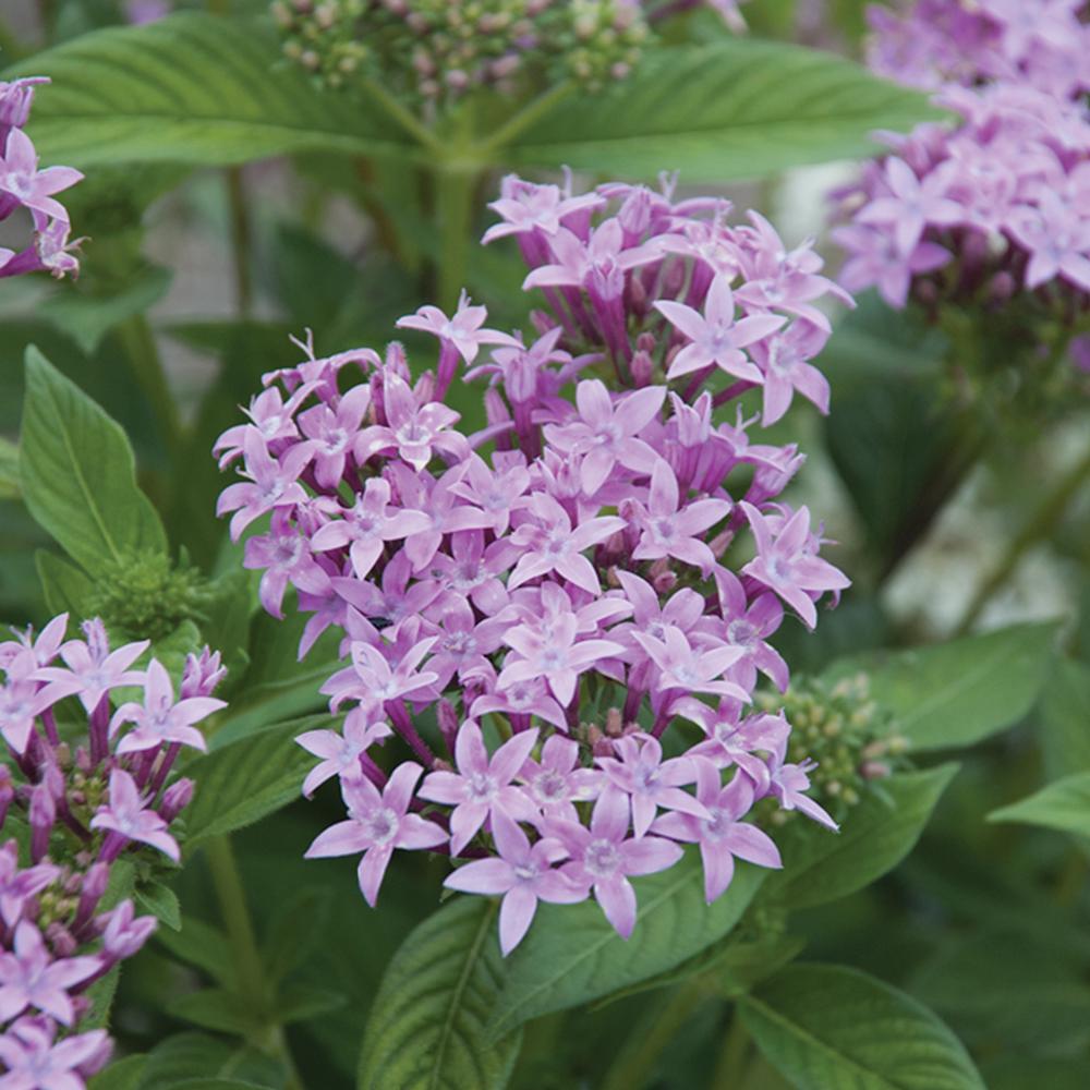 2.3 l Lavender Egyptian Star Cluster Plant-46103 - The Home Depot