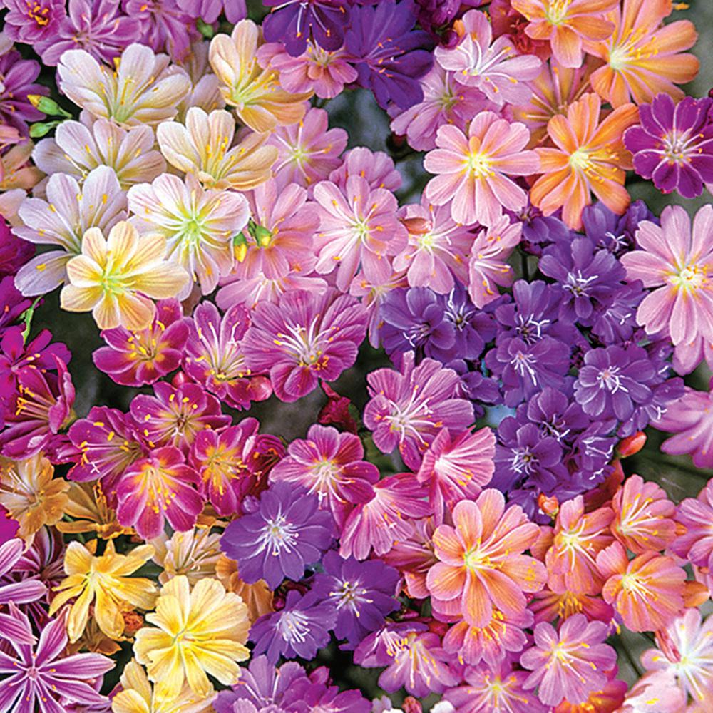 Spring Hill Nurseries 3 in. Pot Elise Lewisia Mixture, Live Potted ...