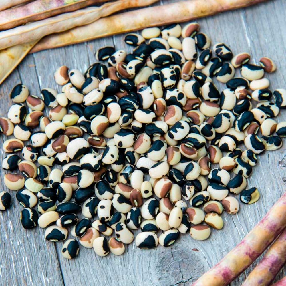 Gurney's Black Eye Pea Phenomenal Summerpea (1 lb. Seed Packet)-85108 ...