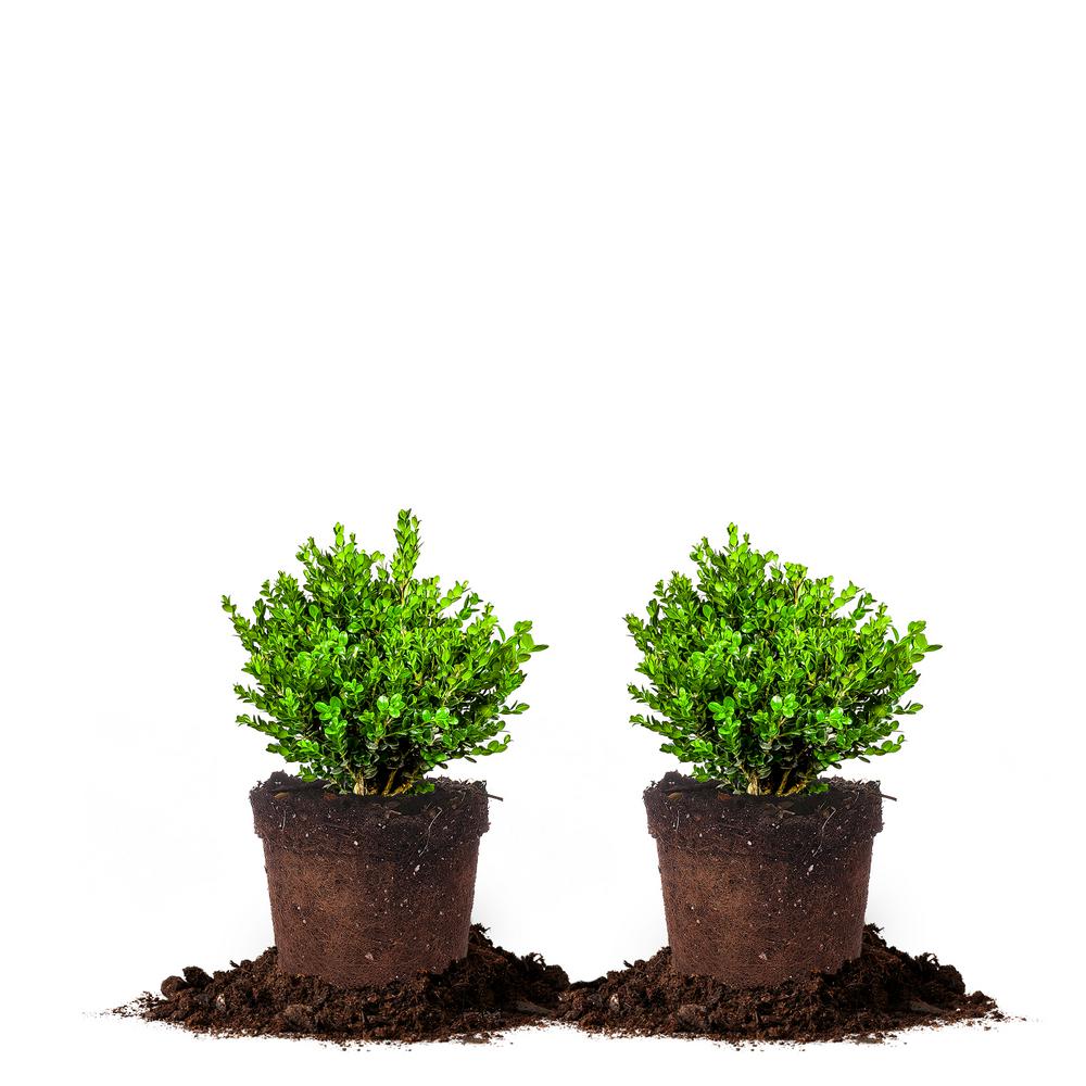 #1 Wintergreen Boxwood Shrub (2-Pack)-THD00014 - The Home Depot