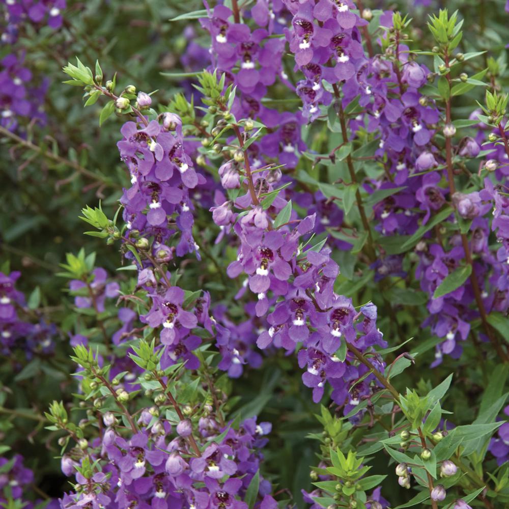 4.5 in. Blue and Purple Angelonia Plant-25909 - The Home Depot