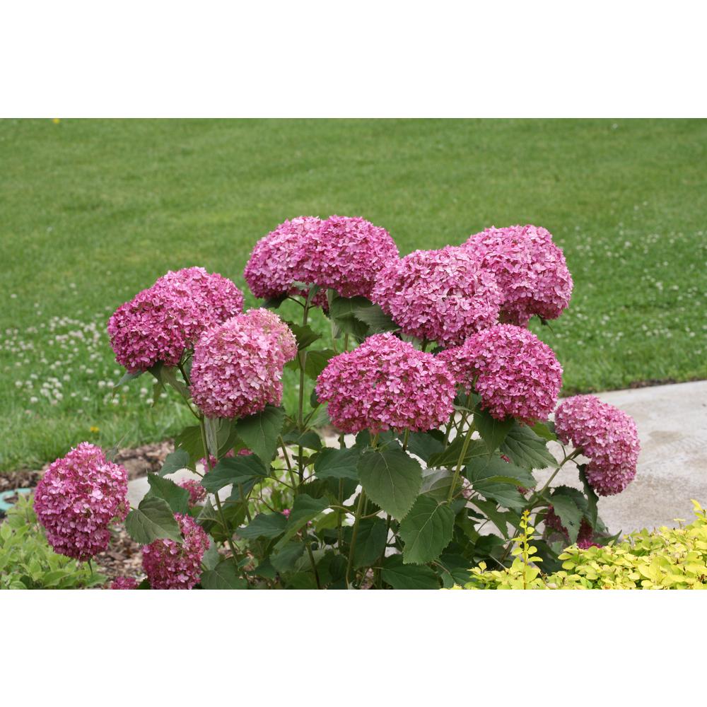 Proven Winners Invincibelle Mini Mauvette Smooth Hydrangea, Live Shrub ...